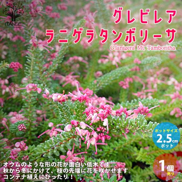 グレヴィレア属は主にオーストラリアに250種が分布する常緑低木です。花の形と葉の切れ込みに特徴があり、非常に美しい花が咲きます。ラニゲラはオウムのような形の花が面白い低木です。秋から冬にかけて、枝の先端に花を咲かせます。コンテナ植えに最適で...