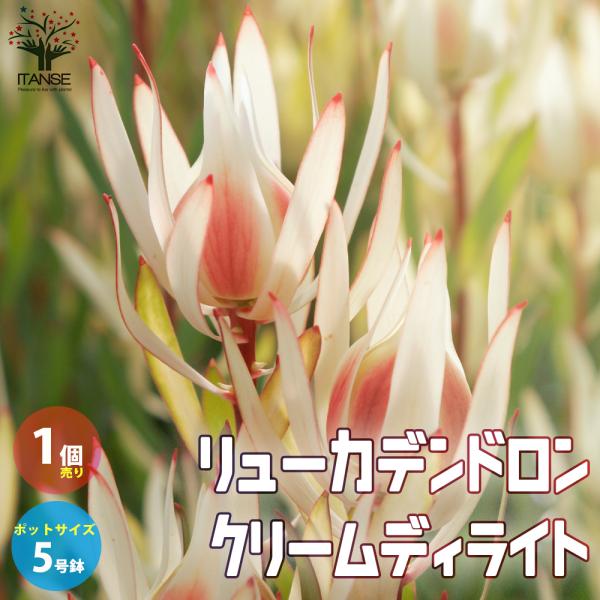 クリームデライト（Cream Delight）は花色(苞の色)が緑から赤へと変化し、最終的に白っぽいクリーム色になる美しい品種です。リュウカデンドロンは南アフリカ原産の常緑低木です。品種によって花期が異なりますが、花後に剪定をして樹形を整え...