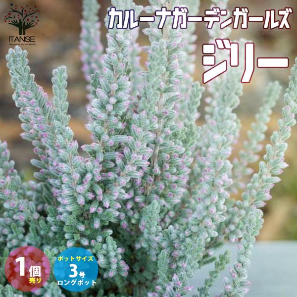 シルバーがかった葉と、小さなベルのような花がとても可愛いカルーナです。ツツジ科の常緑低木のカルーナは寒さに強く開花期が秋から冬なので、クリスマスローズや球根類などとの寄せ植えにも利用され近年人気の植物です。もちろん単体植えやロックガーデン風...