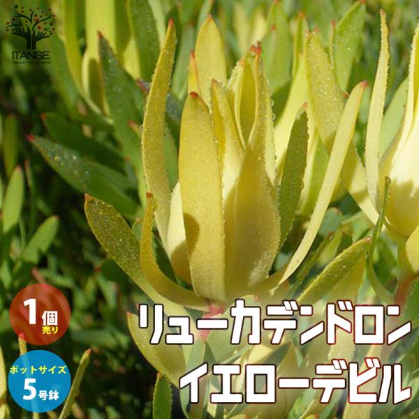 イエローデビルはクリーム〜黄色に色付く花が美しい品種です。その美しさから植栽や切り花として利用されています。リュウカデンドロンは南アフリカ原産の常緑低木です。【リューカデンドロンの概要】リューカデンドロンは、美しく色ずく茎が魅力的な植物です...