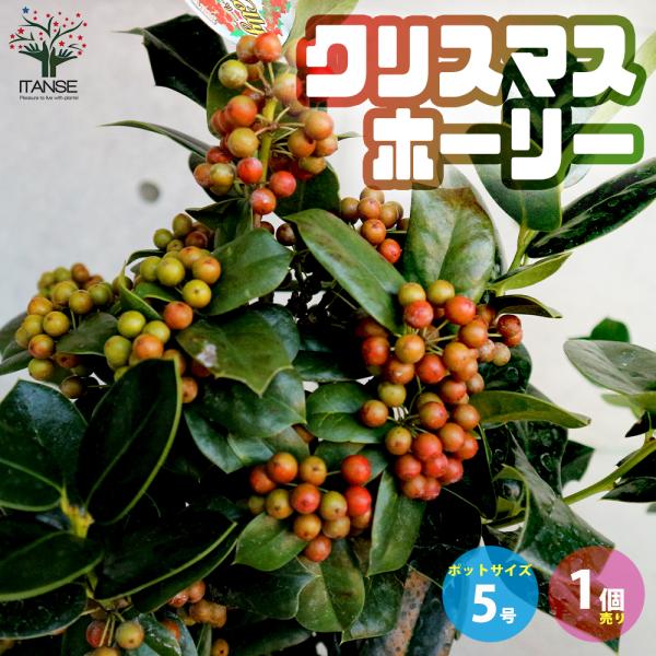 実付きのクリスマスホーリーの大苗です。可愛らしい丸い実は11月ごろに赤く色づき、熟すところから、「クリスマス・ホーリー」と呼ばれています。リースの装飾用などにも使えるまさにクリスマスにぴったりな花木です。常緑性があり、生垣に向いています。【...