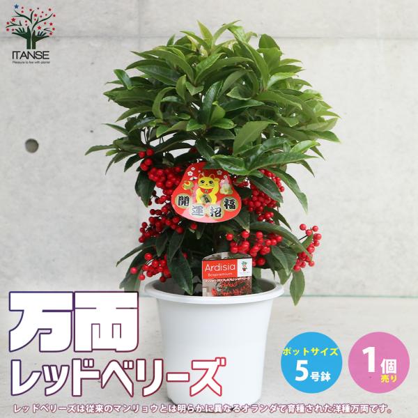 お正月の縁起物としてなじみ深い万両ですが、レッドベリーズは、従来のマンリョウとは明らかに異なるオランダで育種された洋種万両です。コンパクトな草姿に、茎がしなるほどたわわに実る豊かな姿がお正月を盛り上げてくれます。実が劣化しづらく、とても実保...