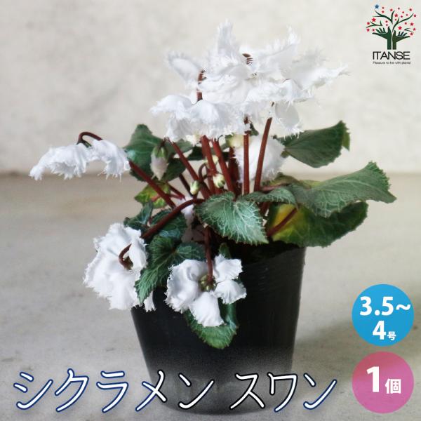 千葉県大栄花園の高橋康弘氏が作出したシクラメン。スワンは花弁の縁に細かで豪華なフリンジの入る純白の花。花色はアンティーク調のクリーム色から白色に変化します。純白の白鳥が羽を広げているような優雅でエレガントな雰囲気のシクラメンです。玄関やテー...
