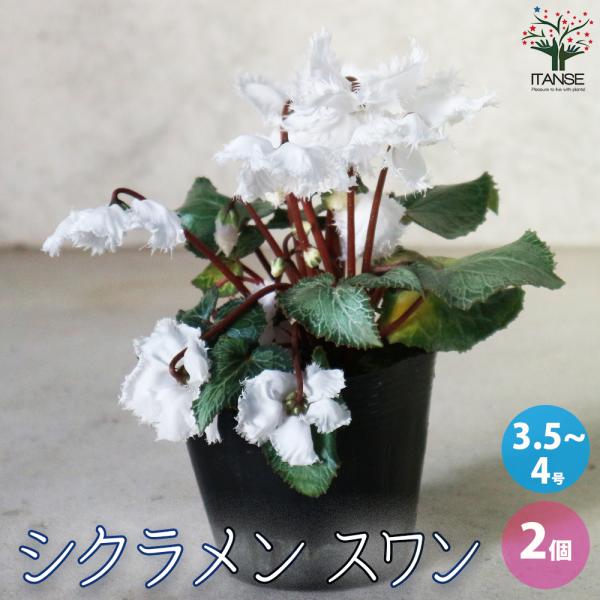 千葉県大栄花園の高橋康弘氏が作出したシクラメン。スワンは花弁の縁に細かで豪華なフリンジの入る純白の花。花色はアンティーク調のクリーム色から白色に変化します。純白の白鳥が羽を広げているような優雅でエレガントな雰囲気のシクラメンです。玄関やテー...