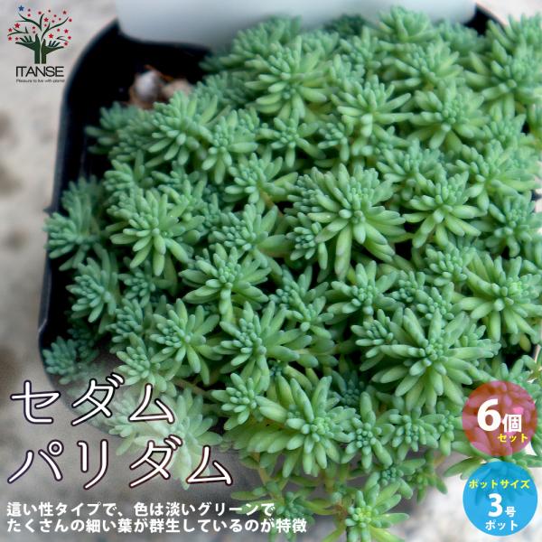 セダムはグランドカバーにも使われるくらい丈夫で、繁殖力も旺盛な多肉植物です。コツさえ掴めば初めての方でも比較的簡単に育てられます。本品種「パリダム」は、這い性タイプで、色は淡いグリーンでたくさんの細い葉が群生しているのが特徴です。鮮やかで金...