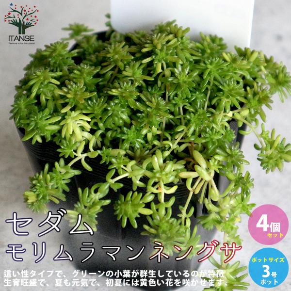 セダムはグランドカバーにも使われるくらい丈夫で、繁殖力も旺盛な多肉植物です。 コツさえ掴めば初めての方でも比較的簡単に育てられます。 本品種「モリムラマンネングサ」は、這い性タイプで、グリーンの小葉が群生しているのが特徴です。 生育旺盛で、...