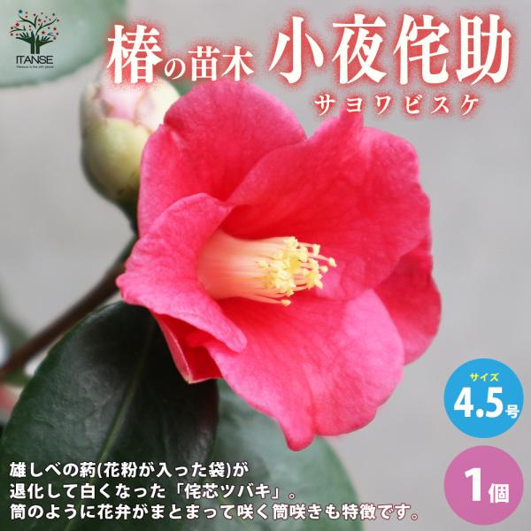 ツバキはツバキ科ツバキ属の常緑高木で、光沢のある濃い緑の葉をもちます。名前の由来には諸説があり、厚みのある葉の意味で「あつば木」、つややかな葉の「艶葉木(つやばき)」、光沢のある葉の「光沢木(つやき)」、ほかにもまだありますが、花より葉の美...