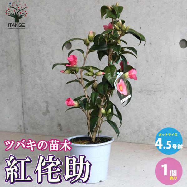 ツバキはツバキ科ツバキ属の常緑高木で、光沢のある濃い緑の葉をもちます。名前の由来には諸説があり、厚みのある葉の意味で「あつば木」、つややかな葉の「艶葉木(つやばき)」、光沢のある葉の「光沢木(つやき)」、ほかにもまだありますが、花より葉の美...