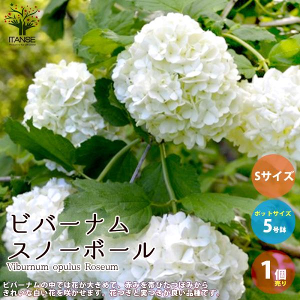 落葉性の低木です。日本に自生するガマズミの仲間で、白いボール状の花が雪玉のように見えることから、「スノーボール」と名付けられました。樹高は、1?5mほどに生長し、枝にはもみじのような切れ込みの入った葉っぱをたくさん茂らせます。そして、5月上...