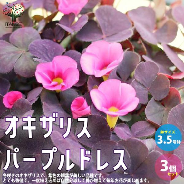 オキザリスは、日が当たると微笑むように花開き、雨や曇りの日は機嫌を損ねたように閉じる可愛らしい花です。 日本への渡来は江戸時代の末期で、戦前戦後を通じて色彩の乏しくなる季節を飾る鉢花として人気があります。 パープルドレスは、冬咲きのオキザリ...