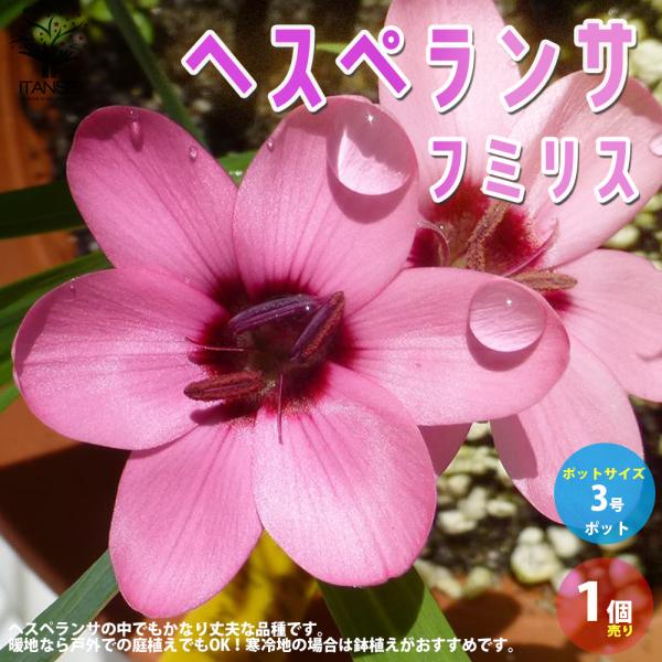 ヘスペランサ・フミリスは、鮮やかなピンク色の花がとても可愛い品種です。草丈が低いのと相まってよけいに可愛く見えます。半耐寒性ですが、寒さには比較的強く、暖地であれば戸外で管理出来ます。日照時間が足りないとお花が咲いてくれないので、日当たりが...
