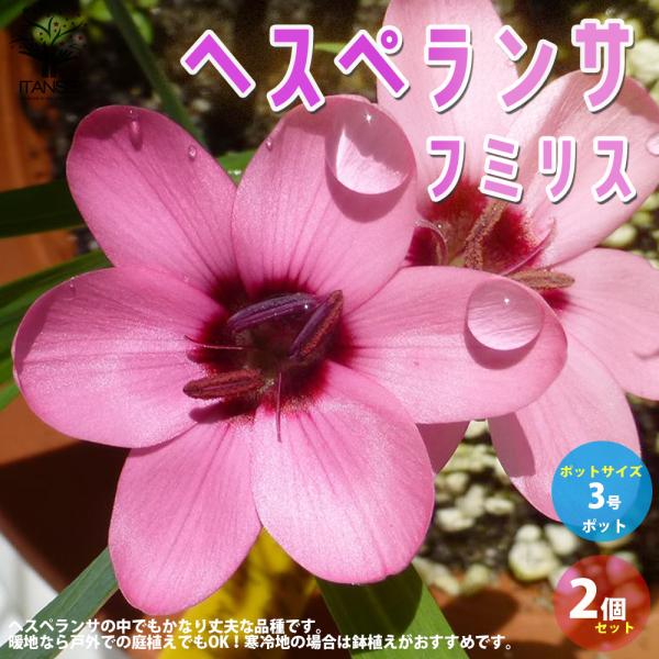 ヘスペランサ・フミリスは、鮮やかなピンク色の花がとても可愛い品種です。草丈が低いのと相まってよけいに可愛く見えます。半耐寒性ですが、寒さには比較的強く、暖地であれば戸外で管理出来ます。日照時間が足りないとお花が咲いてくれないので、日当たりが...