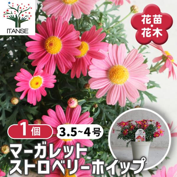 【農水省品種登録出願中:品種名:PLANOV013】アネモネ咲き(花の中央が盛り上がって咲く咲き方)のマーガレット。丸みがあるかわいいお花で、咲き始めは赤色で咲き進むとピンクから白へと変化し、その彩りで楽しませてくれます。多花性があり、株い...