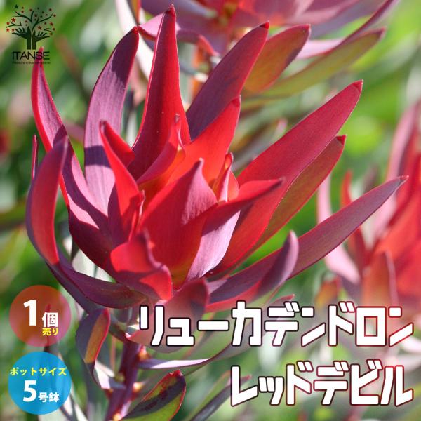 レッドデビルは枝の先端が緑色から濃い赤色へと変化する美しい品種です。リューカデンドロンは南アフリカ原産の常緑低木です。品種によって花期が異なりますが、花後に剪定をして樹形を整えます。【リューカデンドロンについて】リューカデンドロンは、美しく...