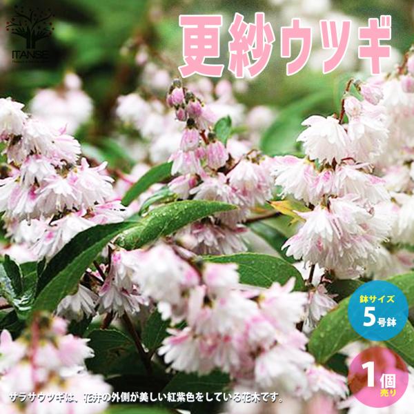 サラサウツギは、花びらの外側がピンク色で、内側が白色の八重咲き品種です。花の形が特徴的で、鐘形花(しょうけいか)という、花びらがほぼ全長にわたって癒合して、釣り鐘状の形をしています。下向きに咲く花は、花色と相まってかわいい印象があります。た...