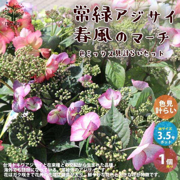 【PVP登録品種：出願番号：第32931号・第32932号・第32933号・第32934号】春風のマーチは、台湾トキワアジサイと西洋アジサイの交配種です。著しく早咲きの常緑性・不休眠性があり、花つきと花持ちが良く、海外でも話題になっている常...