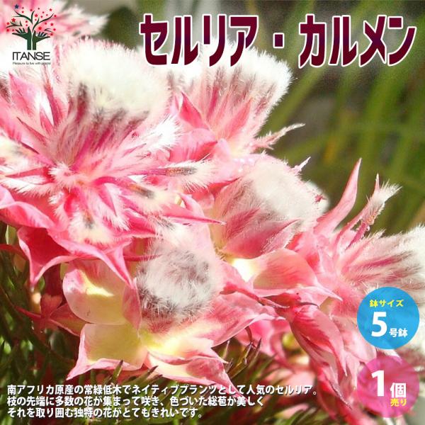 セルリアは、南アフリカ原産の半耐寒性常緑低木で、ネイティブプランツとして人気です。枝の先端に多数の花が集まって咲き、色づいた総苞(そうほう)が美しく、それを取り囲む独特の花がとてもきれいです。セルリア・カルメンは、オーストラリアで品種改良さ...