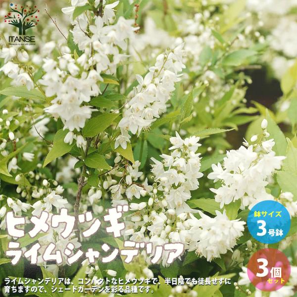 ライムシャンデリアは、コンパクトなヒメウツギで、半日陰でも徒長せずに育ちますので、シェードガーデンを彩る貴重な品種です。ライム色の明るい葉色が特徴で、晩秋には赤く紅葉するのも、美しく見ごたえがあります。4〜5月に、小さめの白いかわいい花がた...