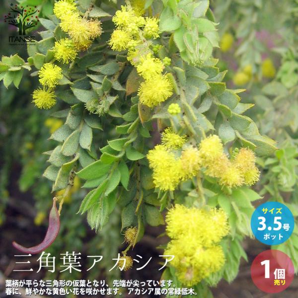 近年人気が出てきた注目のアカシア！三角葉がとても特徴的な品種！春先になると黄色のかわいい花をたくさん咲かせます。成長すると高さが3mを超えることもあり、シンボルツリーによく活用されています。病害虫もほとんどなく丈夫で育てやすいです。学名：A...