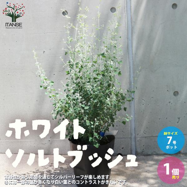 ホワイトソルトブッシュ(ラゴディアハスタータ)は、常緑性があり、年間を通してシルバーリーフが楽しめます。葉は1cmほどの三角葉で、茎も白く美しいです。冬には一部の葉が赤くなり、白い葉とのコントラストがきれいです。耐寒性(-10℃)があり、寒...