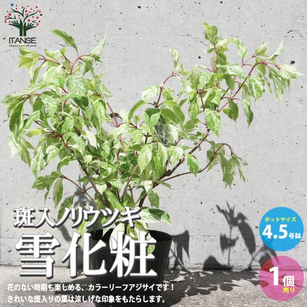 ノリウツギは、日本原産の紫陽花(あじさい)の仲間です。雪化粧(ゆきげしょう)は、葉に美しい白黄の斑が入る品種で、花が無い時期も、斑入りの美しい葉を、カラーリーフとして楽しめます。初夏に白い花を咲かせます。花の形がピラミッド型をしているので、...