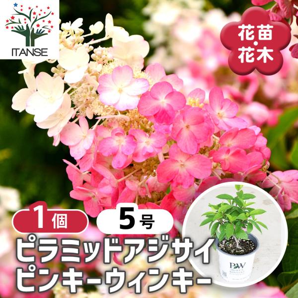 ノリウツギは、日本原産の紫陽花(あじさい)の仲間です。ピンキーウィンキーは、ベルギーから導入された国際パテント品種で、30〜40cm程の大きな円錐形の花序が、株いっぱいにつく豪華なノリウツギです。咲き始めは純白で、秋になると穂のつけ根が淡い...