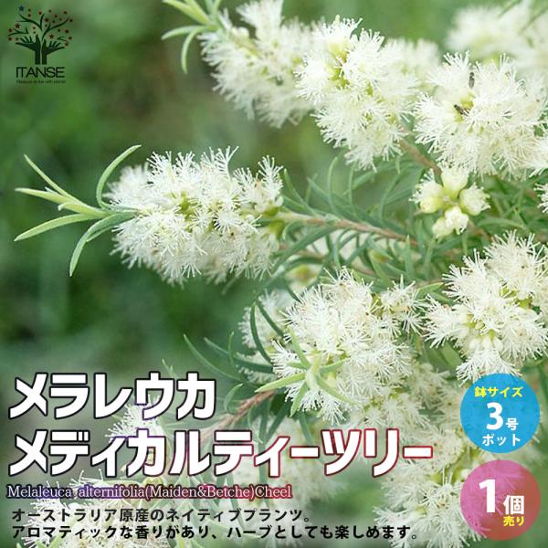 メディカルティーツリーは、医療用・アロマテラピー用の精油「ティーツリー油」の原料植物で、枝葉をすりつぶして利用されてきたものです。葉の殺菌力は、人間には安全で、幼児の衣料の洗浄にも利用されます。剪定後の葉を乾燥させて、不織布の袋に入れれば、...