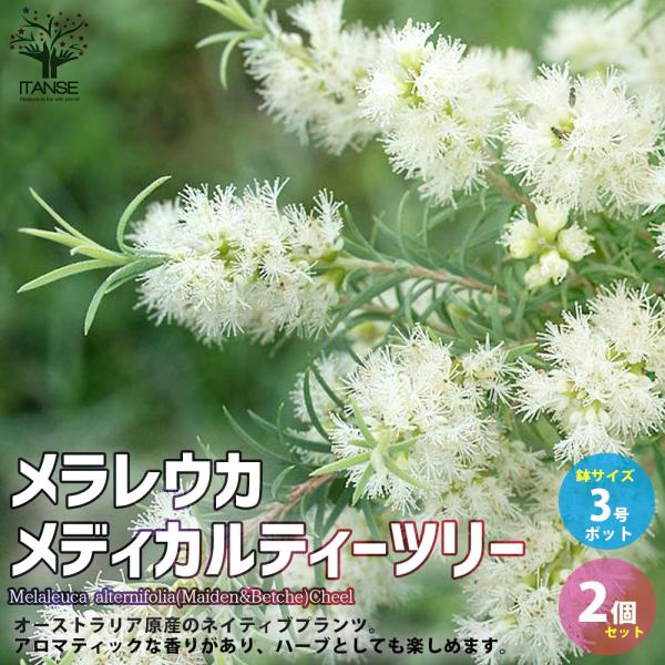 メディカルティーツリーは、医療用・アロマテラピー用の精油「ティーツリー油」の原料植物で、枝葉をすりつぶして利用されてきたものです。葉の殺菌力は、人間には安全で、幼児の衣料の洗浄にも利用されます。剪定後の葉を乾燥させて、不織布の袋に入れれば、...