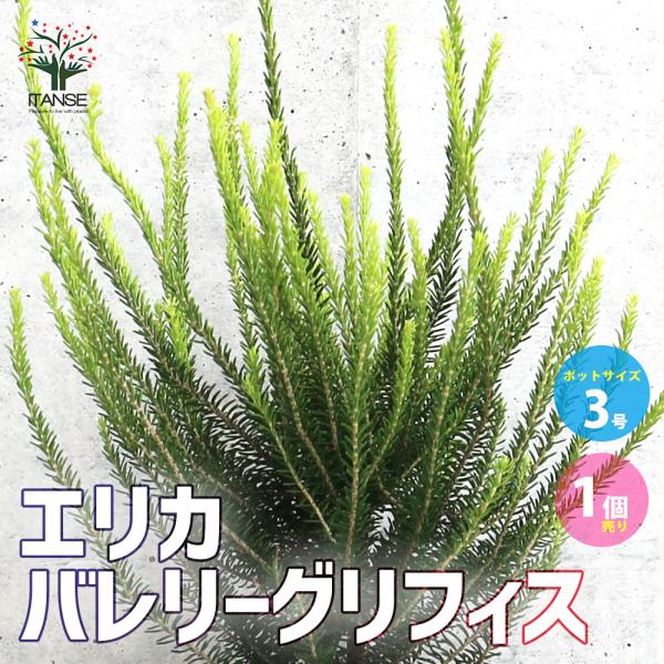 バレリーグリフィスは、イエローゴールドの葉色が美しいエリカです。葉は、低温にあたると一層黄金葉になり、より美しくなります。夏頃には、淡いピンク〜白色の小さい花を咲かせます。星屑のような葉も見応えがあり、花が無い時期でも美しいカラーリーフとし...