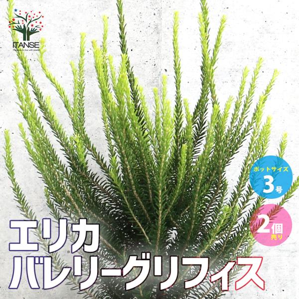 バレリーグリフィスは、イエローゴールドの葉色が美しいエリカです。葉は、低温にあたると一層黄金葉になり、より美しくなります。夏頃には、淡いピンク〜白色の小さい花を咲かせます。星屑のような葉も見応えがあり、花が無い時期でも美しいカラーリーフとし...