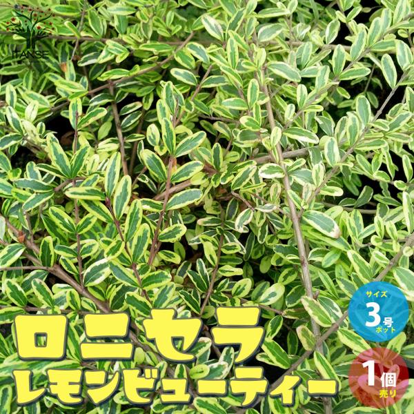 レモンビューティーは、緑葉にライムイエローの斑が入るのが特徴で、斑入りの小さな葉がとても美しく、這うようにふんわりと枝を伸ばします。関東以南の暖地では、常緑で越冬しますので、グランドカバーや寄せ植えなどによく利用されています。剪定に強いので...