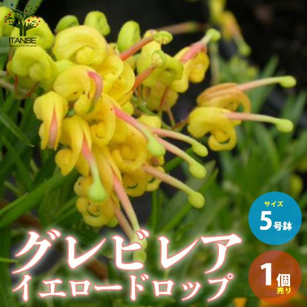 グレヴィレア属は主にオーストラリアに250種が分布する常緑低木です。 イエロードロップは、グリーンの細葉とレモンイエローの花が特徴のグレビレアです。 スパイダーフラワーと呼ばれるユニークな花の形状も特徴です。 オーストラリアでも流通量が少な...