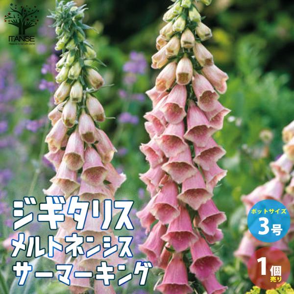 ジギタリスは、ベルの形をした花を穂状につける洋風ガーデンで人気の宿根草です。寒さにとても強いのですが、暑さに弱いので、暖地では風通しの良い半日陰で管理しても、夏越し出来ない場合が多いので、二年草として扱われます。サーマーキング(サマーキング...