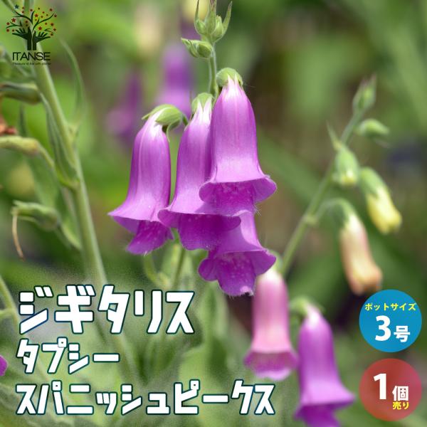 ジギタリスは、ベルの形をした花を穂状につける洋風ガーデンで人気の宿根草です。寒さにとても強いのですが、暑さに弱いので、暖地では風通しの良い半日陰で管理しても、夏越し出来ない場合が多いので、二年草として扱われます。スパニッシュピークスは、かわ...