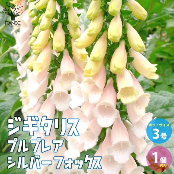 ジギタリスは、ベルの形をした花を穂状につける洋風ガーデンで人気の宿根草です。寒さにとても強いのですが、暑さに弱いので、暖地では風通しの良い半日陰で管理しても、夏越し出来ない場合が多いので、二年草として扱われます。シルバーフォックスは、矮性品...