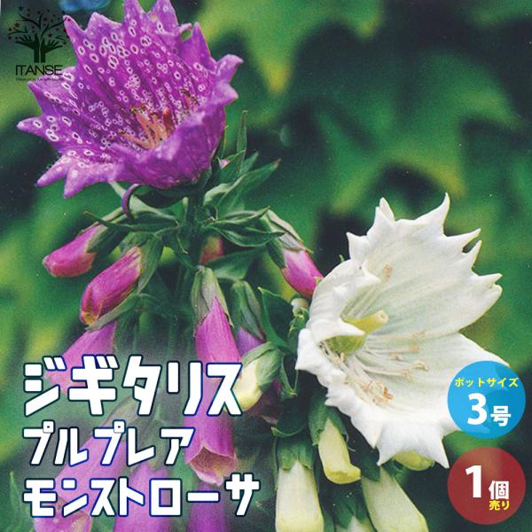 ジギタリスは、ベルの形をした花を穂状につける洋風ガーデンで人気の宿根草です。寒さにとても強いのですが、暑さに弱いので、暖地では風通しの良い半日陰で管理しても、夏越し出来ない場合が多いので、二年草として扱われます。モンストローサは、ベル型をし...