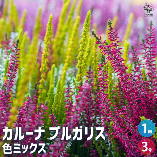 カルーナ・ブルガリスは、かわいい小花がたくさん咲く品種です。ピンク八重と白系があります。色ミックスで、状態の良いものから、選んで出荷します。花色のご指定は出来ません。単色になる場合もあります。ツツジ科の常緑低木のカルーナは寒さに強く開花期が...