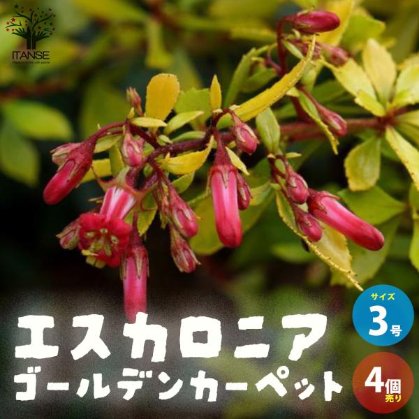 【PVP出願品種：第30831号】ゴールデンカーペットは、南米原産のエスカロニア属の園芸品種で、常緑の美しい黄金葉と、夏に咲く赤い花が特徴の品種です。葉は、春から秋はきれいなライムグリーンで、冬季は発色が良くなります。夏には赤い小花が咲くの...