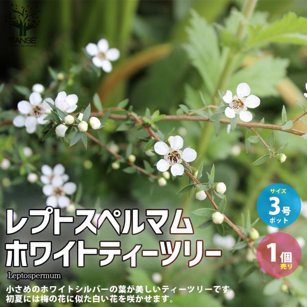 一般にティーツリー（メディカルティーツリー、ブラックティーツリー）と呼ばれる品種はメラウレカ属の品種ですが、本種はレプトスペルマム属の品種です。7月頃に梅の花に似た花を咲かせます。ニュージーランドでは芳香のある枝葉をハーブティーにしています...