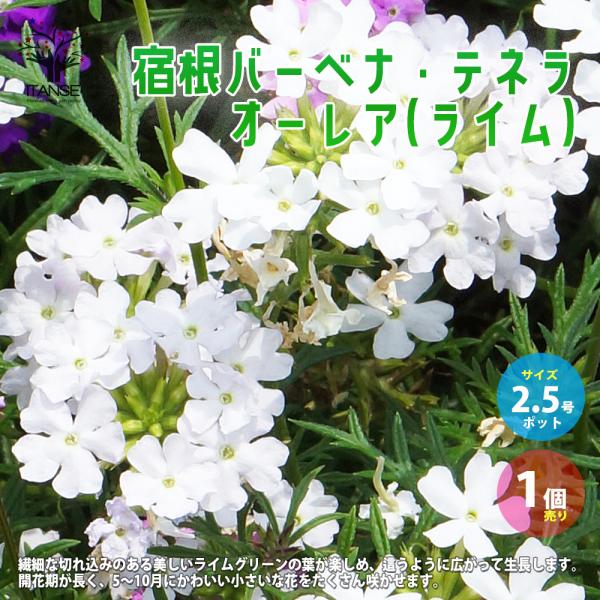バーベナは、1年草と宿根草(多年草)があり、宿根バーベナ・テネラ・オーレア(ライム)は、宿根品種です。繊細な切れ込みのある美しいライムグリーンの葉が楽しめ、暑さや寒さに強く、這うように広がって生長するので、グランドカバーとして人気があります...