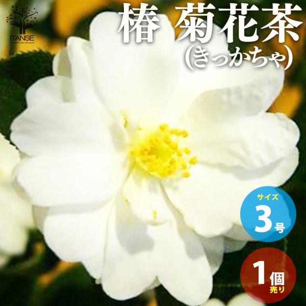 菊花茶(きっかちゃ)は、中国原産で、白色の千重咲き(せんえざき)の極小輪花が特徴の品種です。葉はツバキらしい光沢のある照り葉で、12〜3月に菊のようなかわいい白花をたくさん咲かせます。中国椿は、日本の品種に比べて耐寒性が弱いです。5度以上が...