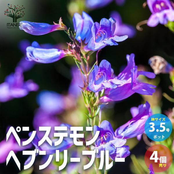 ペンステモンの育て方の通販価格と最安値