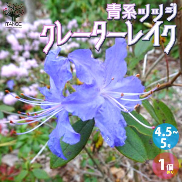 クレーターレイクは、ツツジとシャクナゲを交配させた園芸品種です。澄んだ青紫の花が神秘的で、波打ったような花びらが、優雅さと涼しげな印象を与えてくれます。春になると、最頂部にまとまるように、複数の花が開花します。その特徴的な外見は花束に似てお...