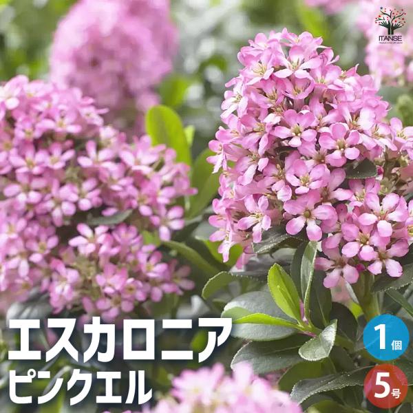 【PVP登録品種：第25603号】 ピンクエルは、南米原産のエスカロニア属の園芸品種で、常緑の照り葉と、初夏に咲く濃いピンクの花が特徴の品種です。 花は、気候が涼しいと秋にも咲きます。 照りがあり、ぼてっとした厚めの葉を通年楽しめます。 低...