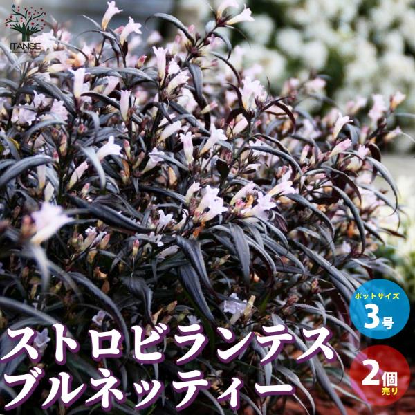 【PVP出願品種：第31137号】 ストロビランテス ブルネッティーは、2012年にオランダのプランタリウムで銀賞を受賞した話題の品種です。 パープルブラウンの美しい葉色が魅力で、新芽や気温がある時期はグリーンで、気温が下がるとパープルブラ...