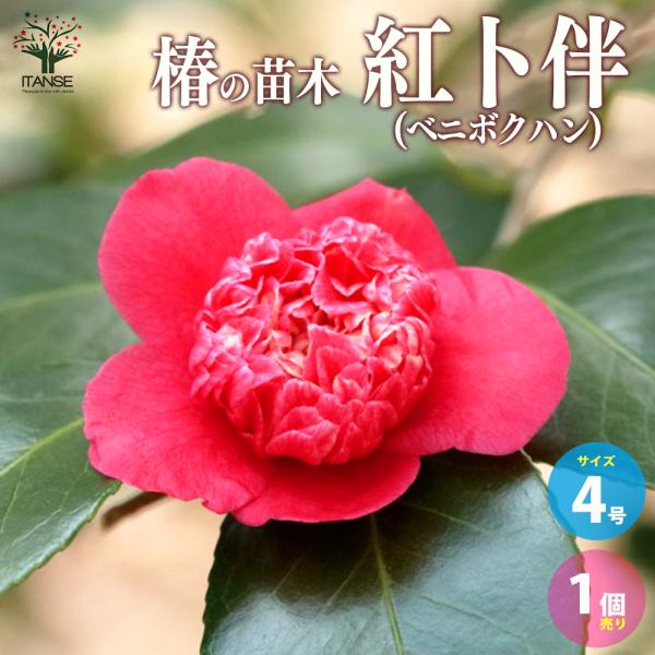 【椿の特徴】 ツバキはツバキ科ツバキ属の常緑高木で、光沢のある濃い緑の葉をもちます。 名前の由来には諸説があり、厚みのある葉の意味で「あつば木」、つややかな葉の「艶葉木(つやばき)」、光沢のある葉の「光沢木(つやき)」、ほかにもまだあります...