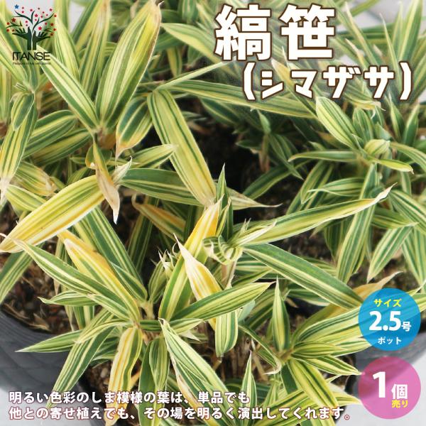縞笹(しまざさ)は、笹の仲間です。しかし笹と違って、草丈は生長しても30cmほどで、大きくなりすぎません。そのため、「稚児笹(ちごささ)」ともよばれ、扱いやすく人気があります。盆栽や寄せ植えにも重宝されており、寄せ植えではよく松、梅と共に植...