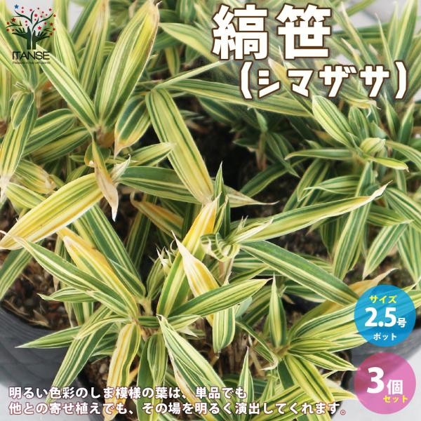 縞笹(しまざさ)は、笹の仲間です。しかし笹と違って、草丈は生長しても30cmほどで、大きくなりすぎません。そのため、「稚児笹(ちごささ)」ともよばれ、扱いやすく人気があります。盆栽や寄せ植えにも重宝されており、寄せ植えではよく松、梅と共に植...