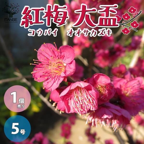 大盃（オオサカズキ）は花梅といい、花を鑑賞するための品種です。早咲き品種で、年始から花を楽しむことができます。花は紅に近い、濃い赤で、迫力ある樹にとてもよく合います。花梅は、花はもちろん、その幹の形や枝ぶりも観賞対象です。寿命がとても長く、...
