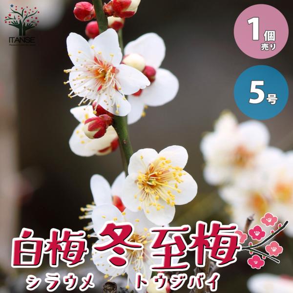 冬至梅(トウジバイ)は花梅といい、花を鑑賞するための品種です。野梅性(ヤバイショウ)という、原種に近い梅で、香りが良い点が特徴です。また、早咲き品種なので、早ければ12月中旬から花を楽しむことができます。花梅は、花はもちろん、その幹の形や枝...